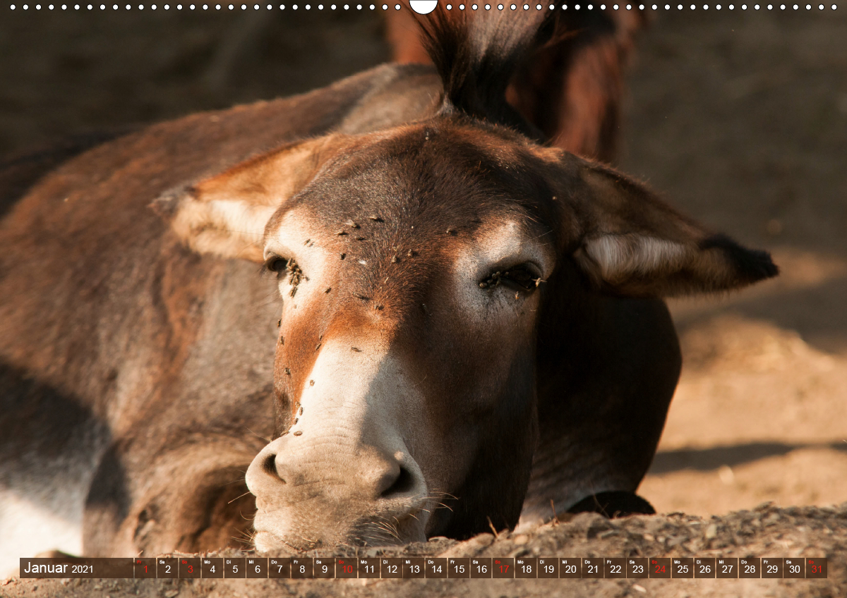 Liebenswerte Langohren - Die Schönheit der Esel - CALVENDO