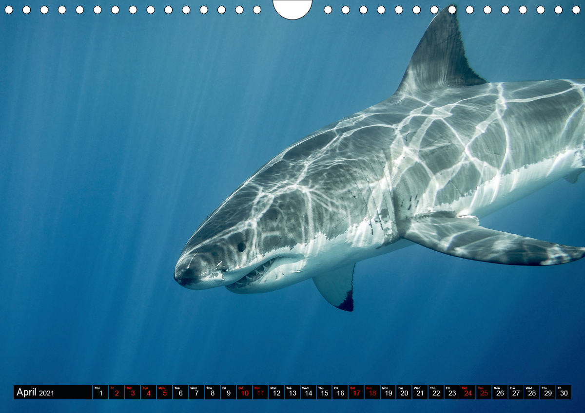 The Great White Shark: King of the Ocean - CALVENDO