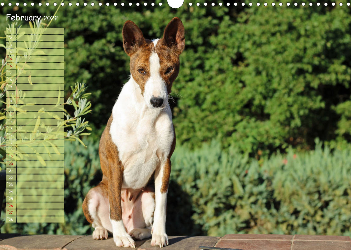Basenji the African Barkless Dog - CALVENDO