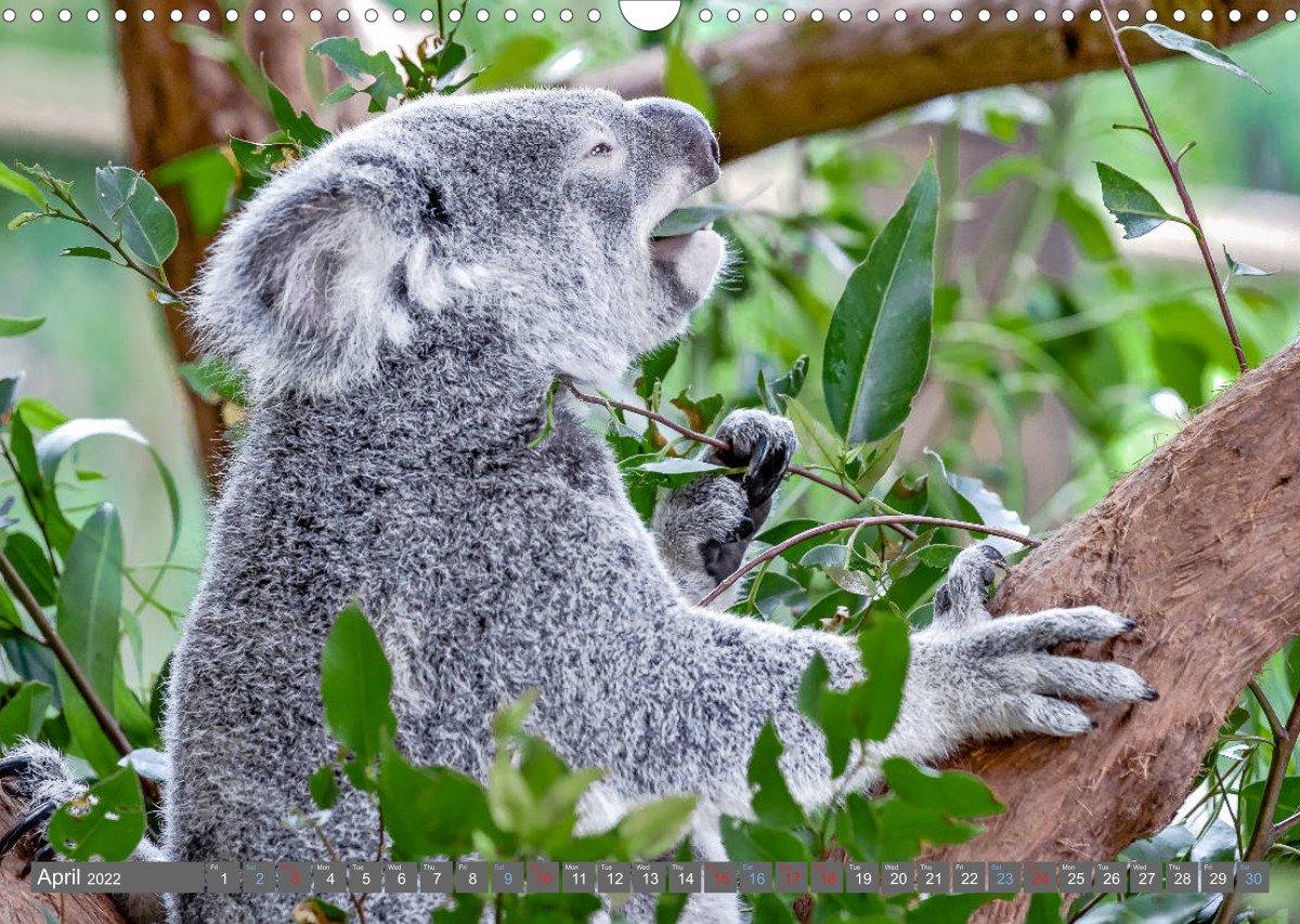Australia - Metropolises • Outback • Rainforest • Koalas - CALVENDO