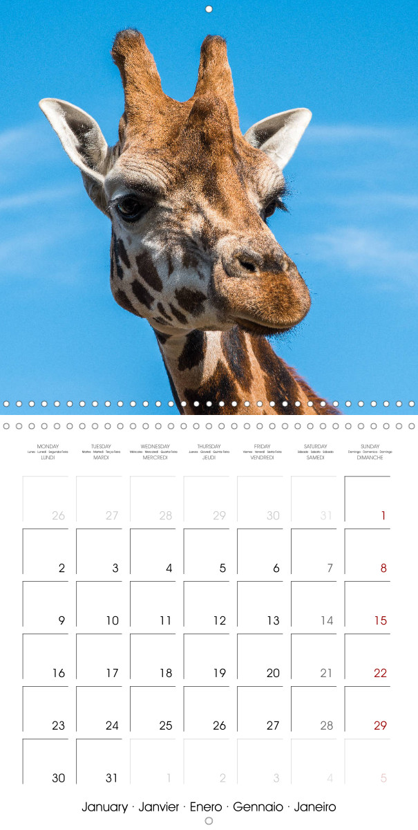 Zoo Animal Calendar 2022