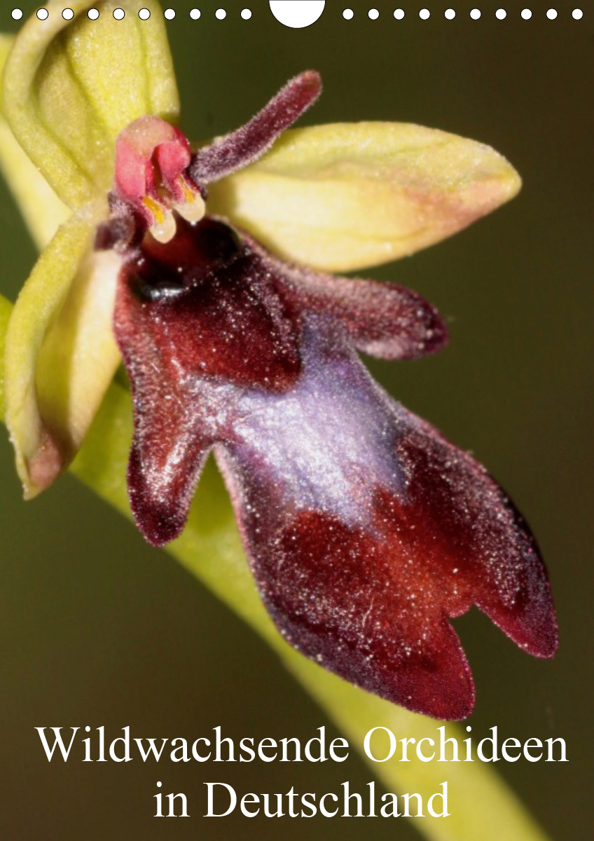 Wildwachsende Orchideen in Deutschland - CALVENDO