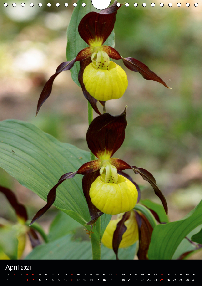 Wildwachsende Orchideen in Deutschland - CALVENDO