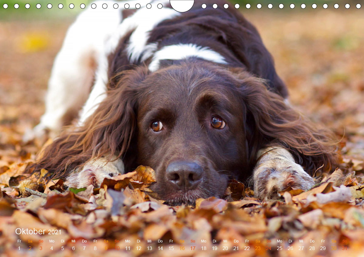 Faszination Jagdhund - Kleiner Münsterländer - CALVENDO