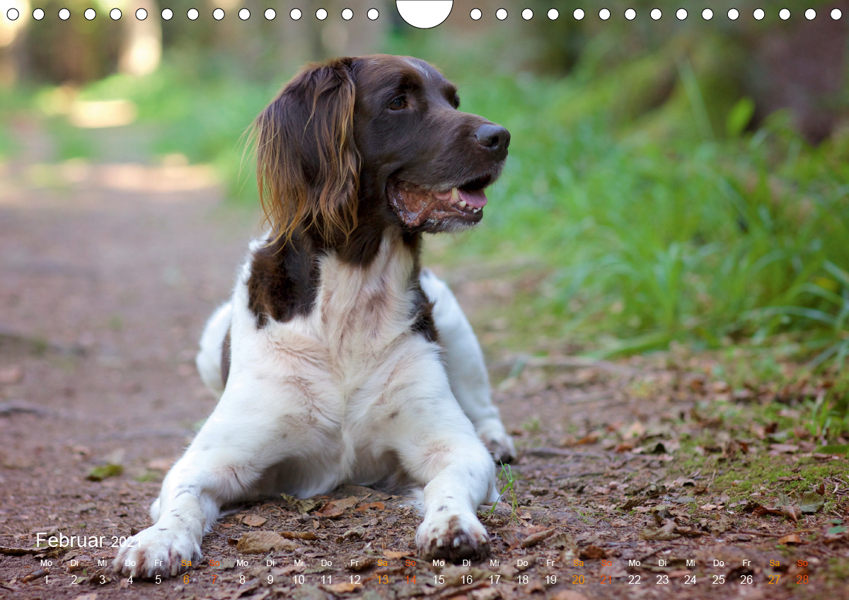 Faszination Jagdhund - Kleiner Münsterländer - CALVENDO