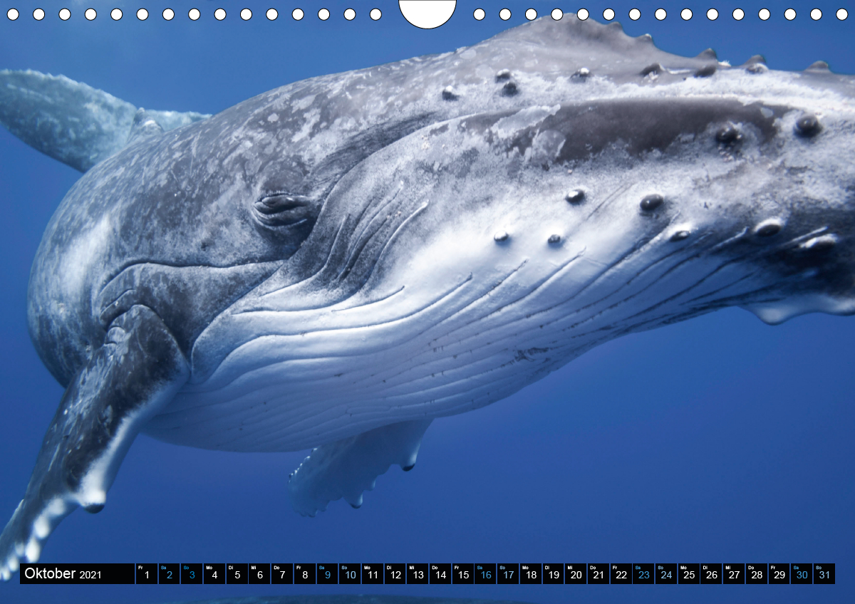 Die blaue Welt der Wale - CALVENDO