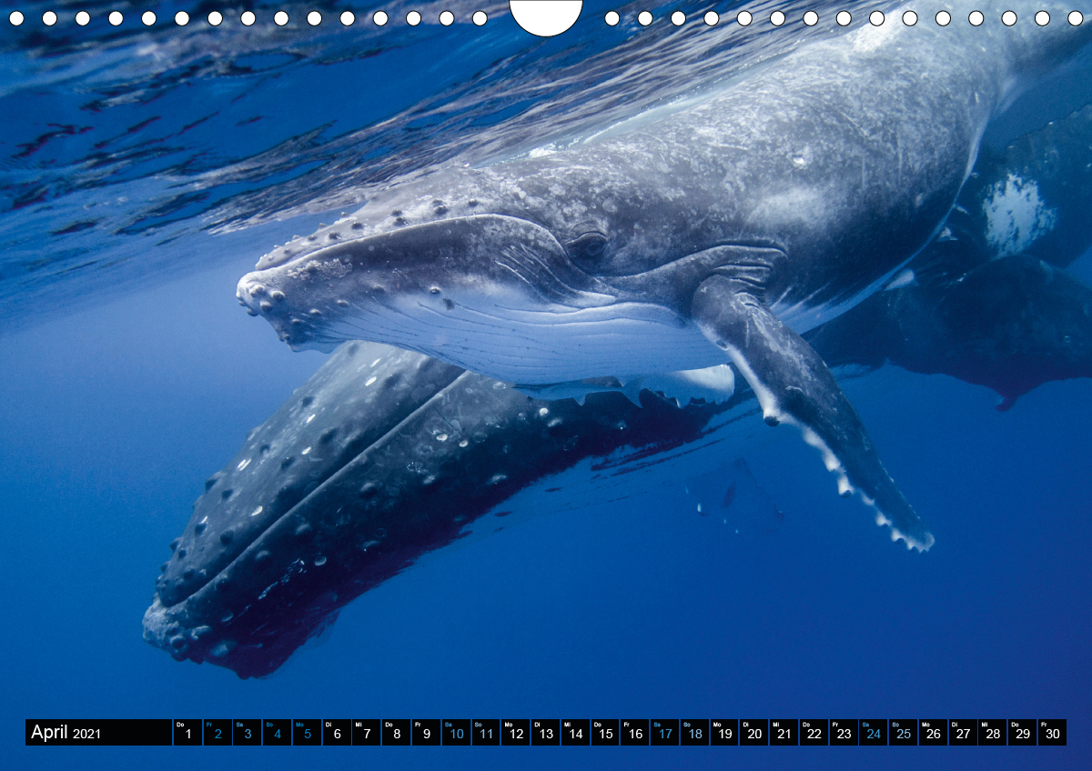 Die blaue Welt der Wale - CALVENDO
