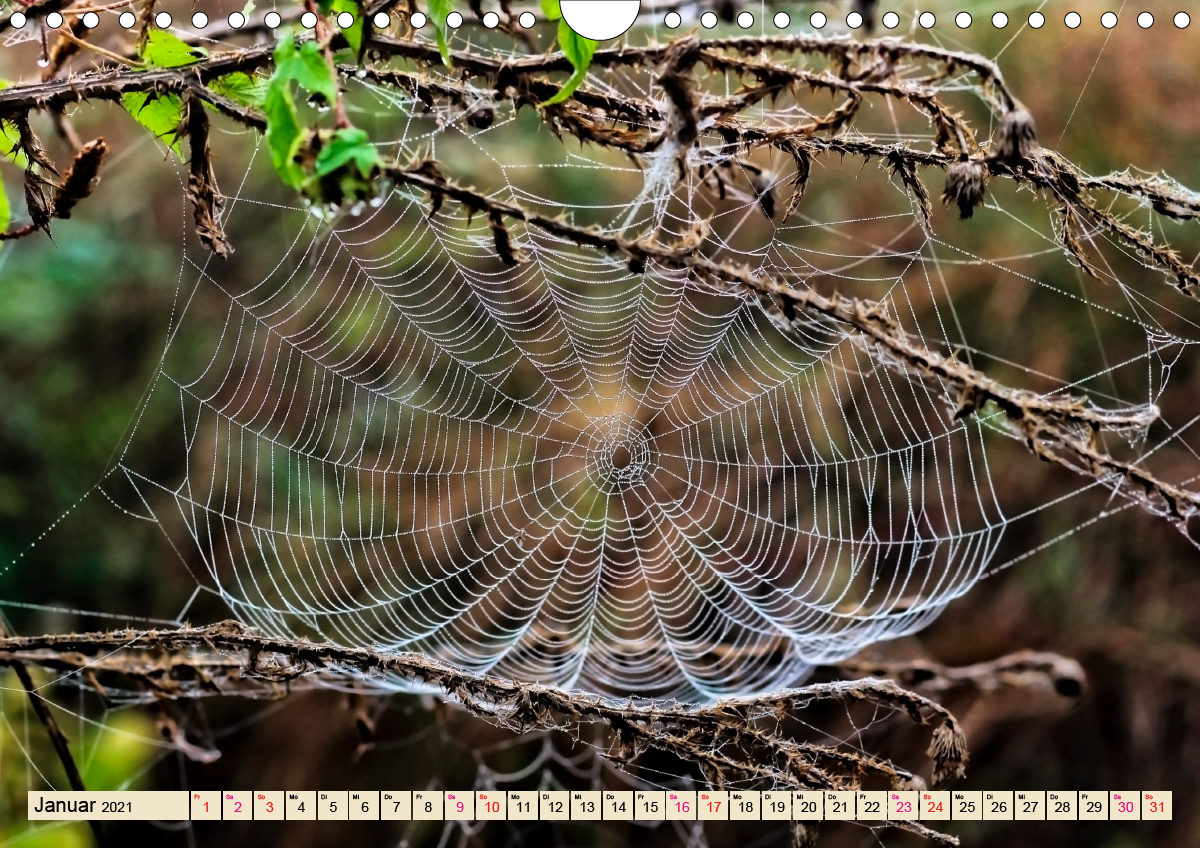 Spinnennetze - Wunder der Natur - CALVENDO