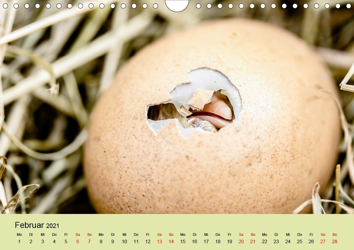 Vom Ei zum Huhn. Die Entwicklung von Küken - CALVENDO