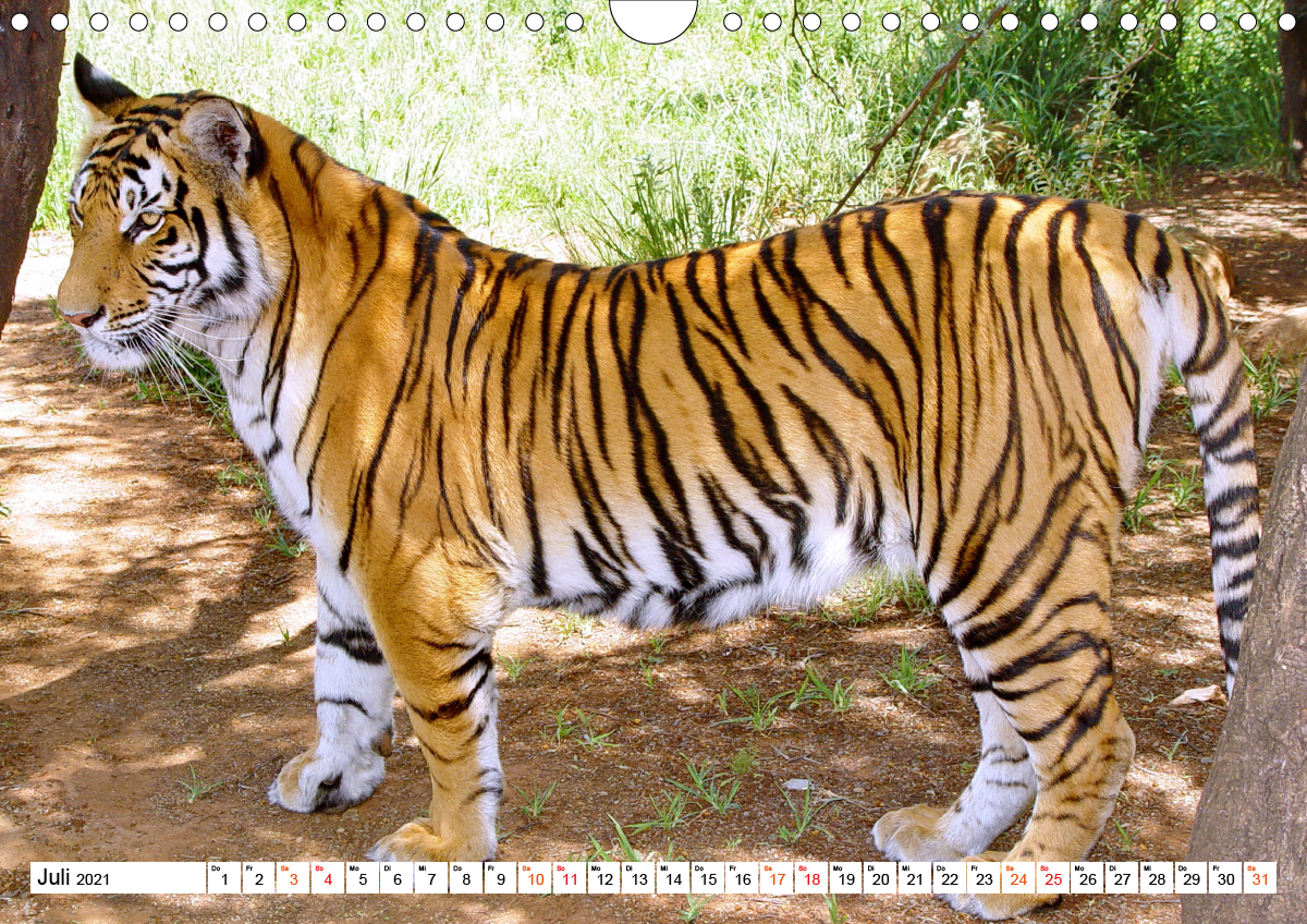TIGER IMPRESSIONEN Gestreifte Seltenheit auf unserer Erde - CALVENDO