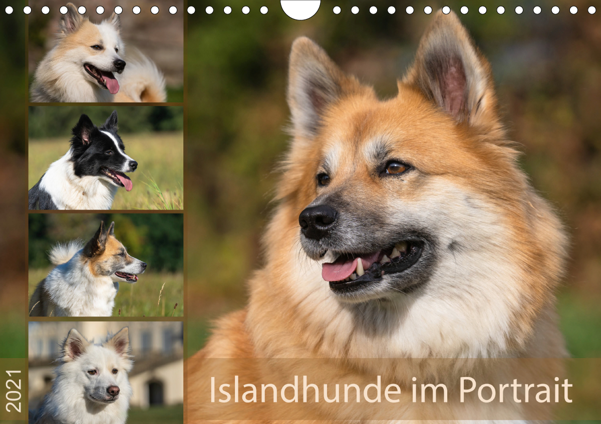 Islandhunde im Portrait - CALVENDO
