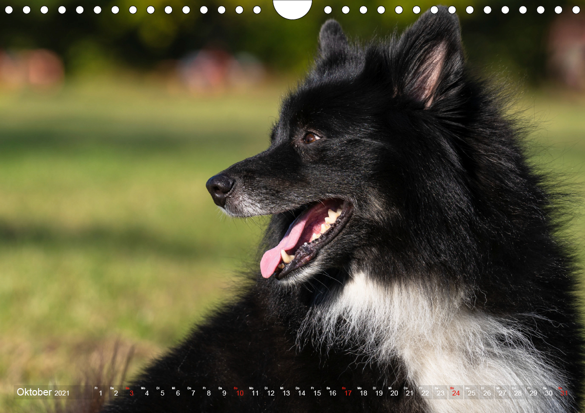 Islandhunde im Portrait - CALVENDO
