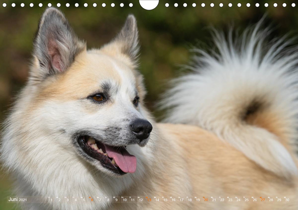 Islandhunde im Portrait - CALVENDO