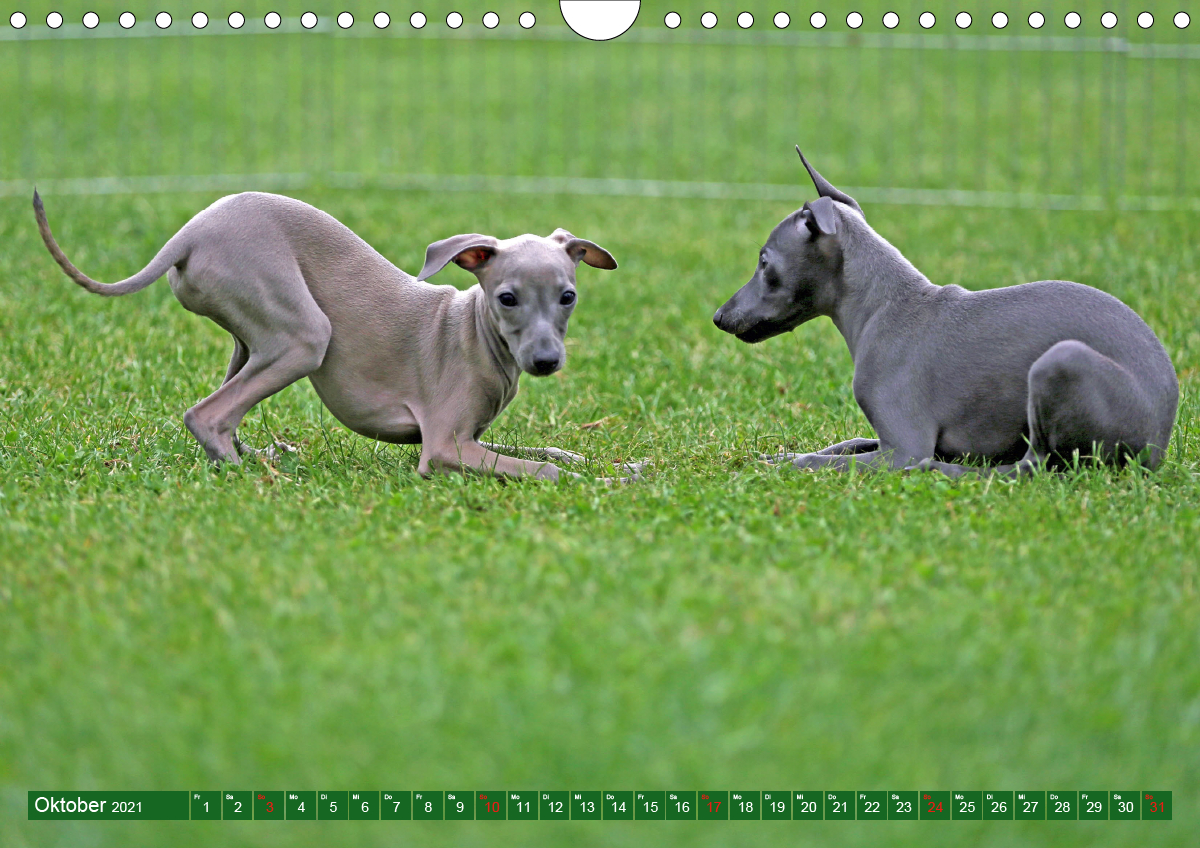 Italienisches Windspiel - CALVENDO