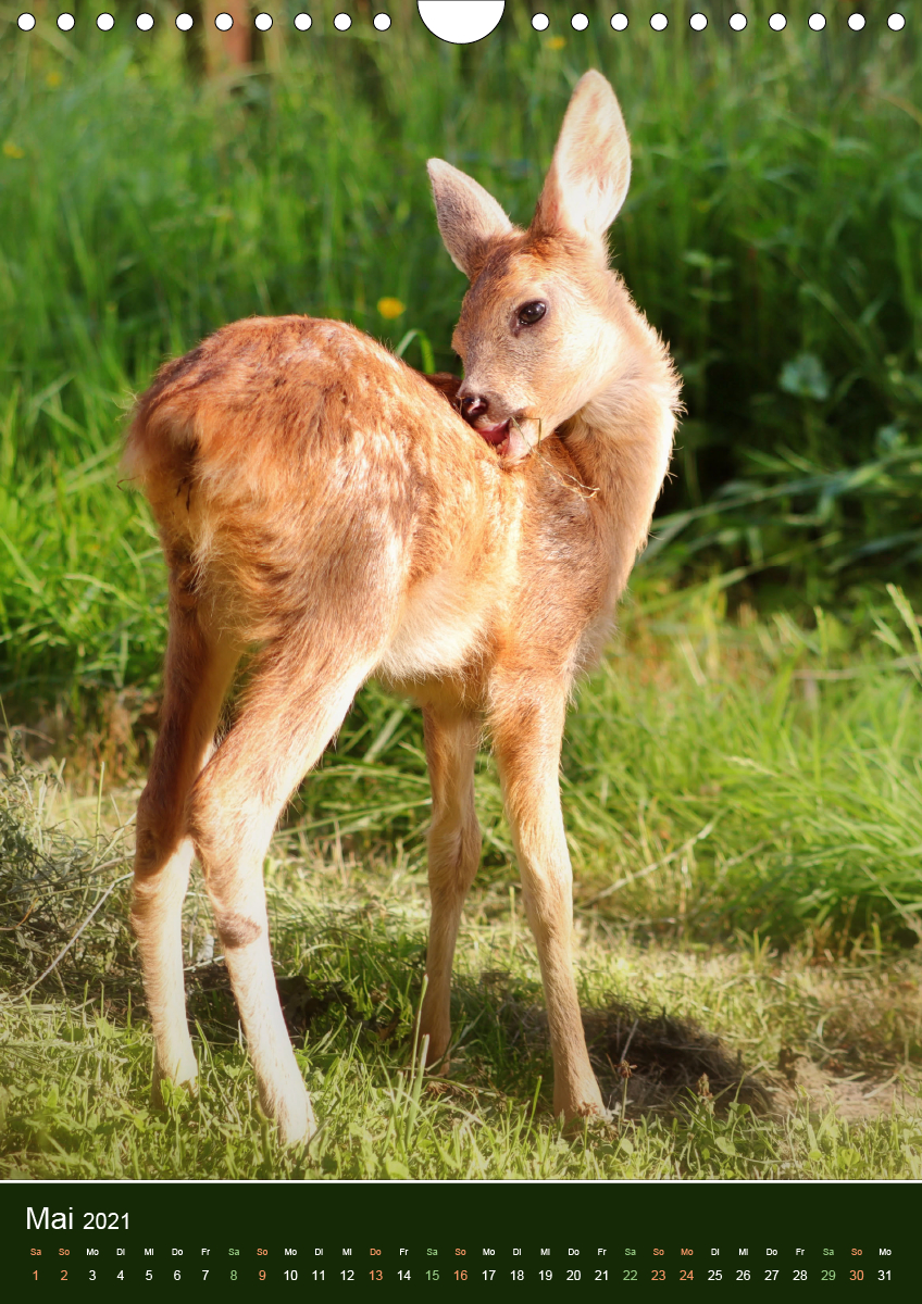 Das Rehkitz, ein zauberhaftes Geschöpf mit großen, brauen Augen - CALVENDO