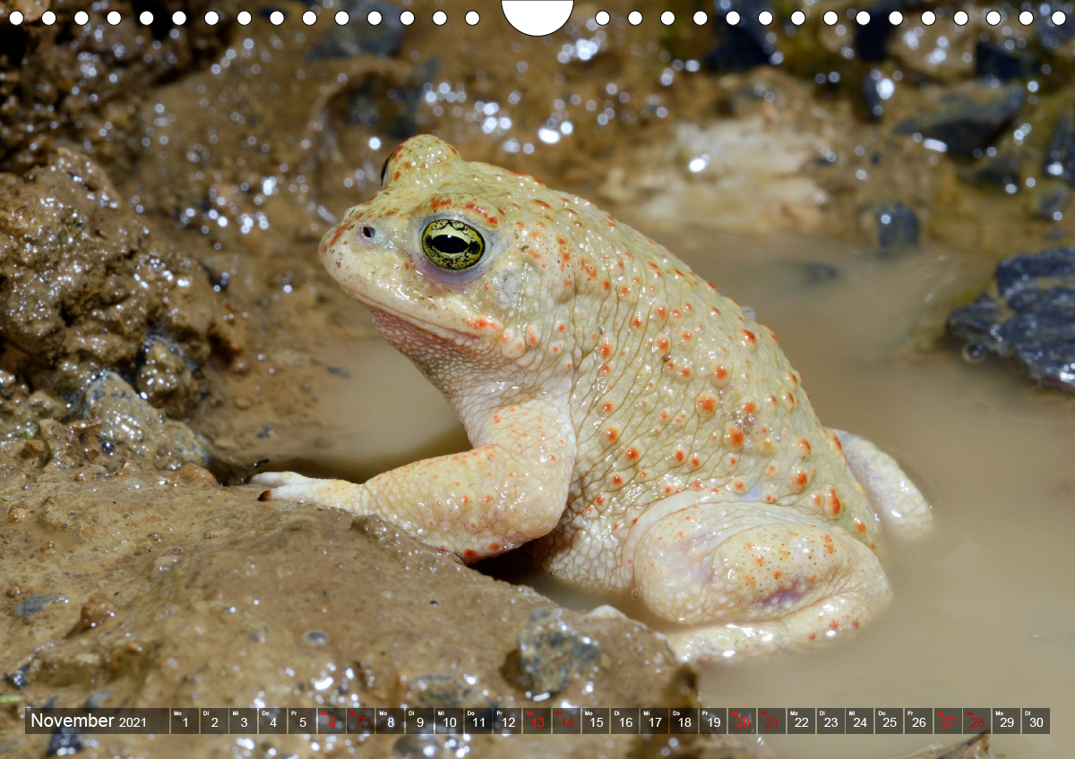 Heimische Amphibien - CALVENDO