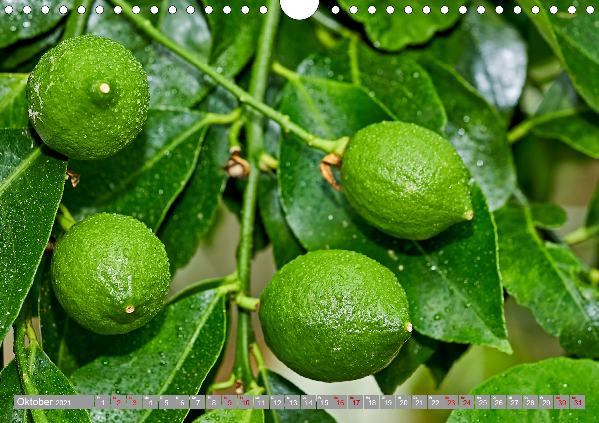 Bio Zitrus Garten - CALVENDO