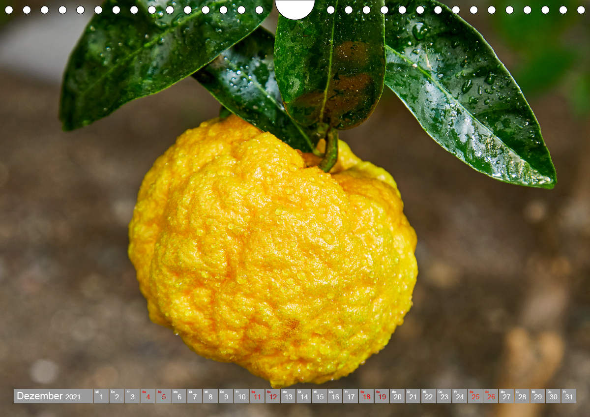 Bio Zitrus Garten - CALVENDO