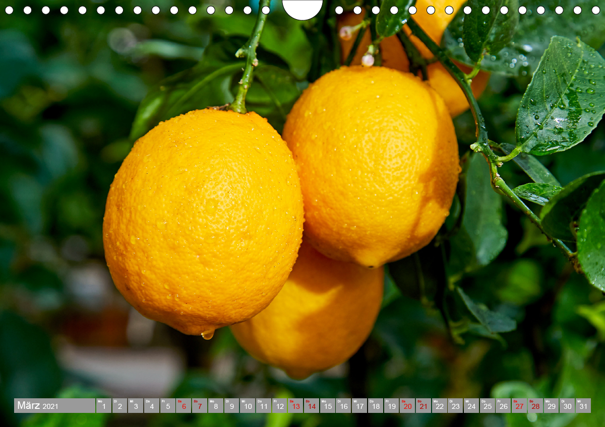 Bio Zitrus Garten - CALVENDO