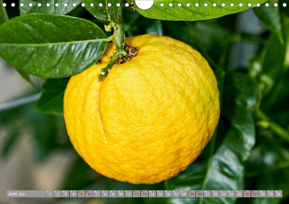 Bio Zitrus Garten - CALVENDO