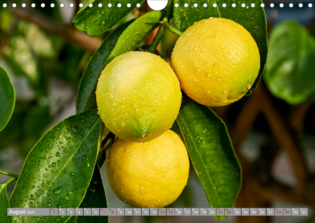 Bio Zitrus Garten - CALVENDO