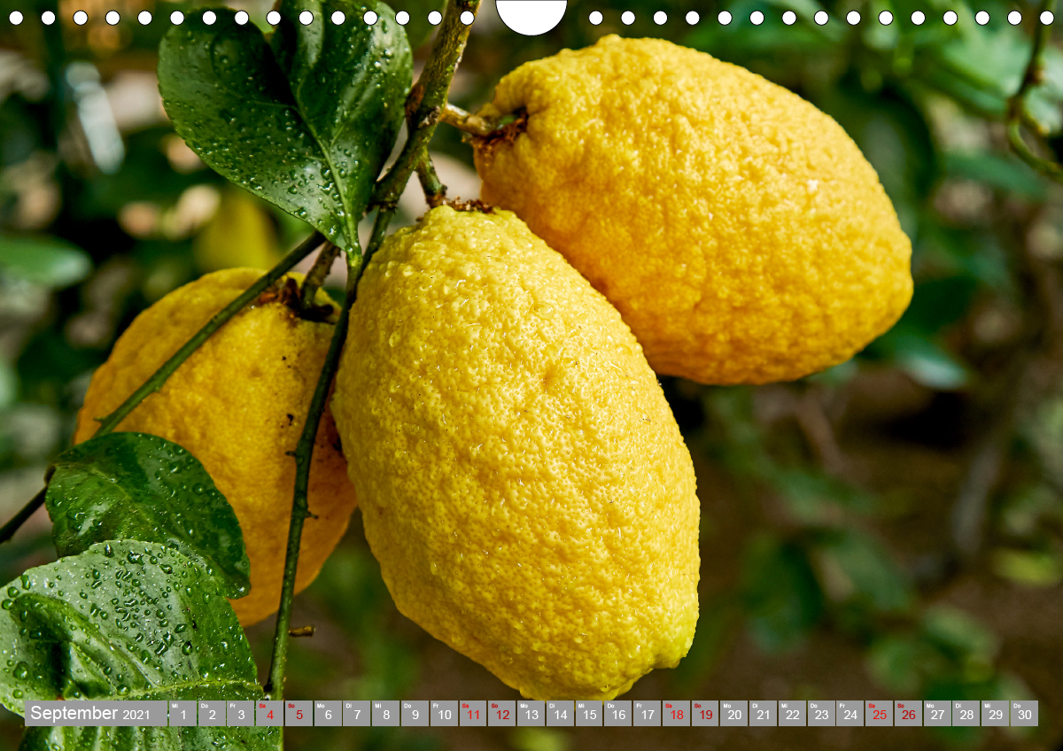 Bio Zitrus Garten - CALVENDO