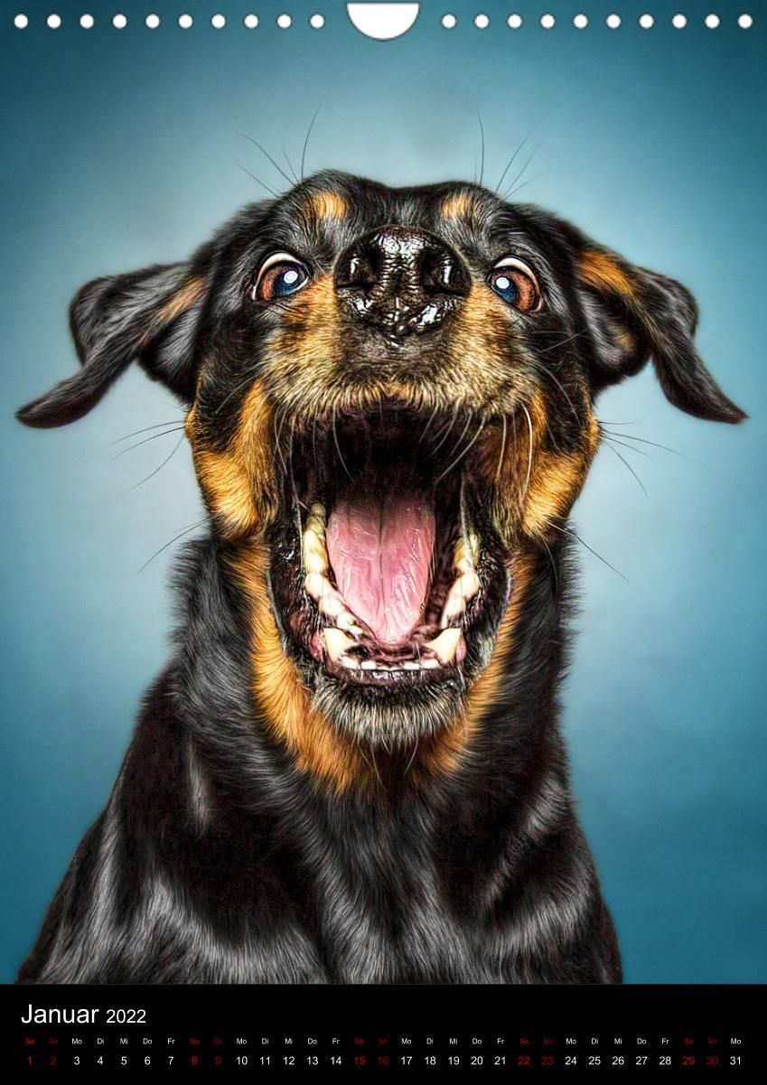 Funny Faces - Lustige Hundebilder - CALVENDO