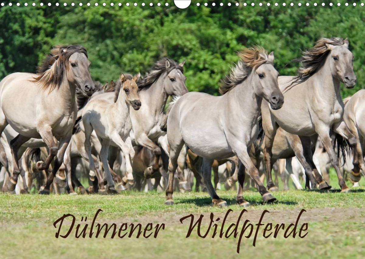 Dülmener Wildpferde - CALVENDO