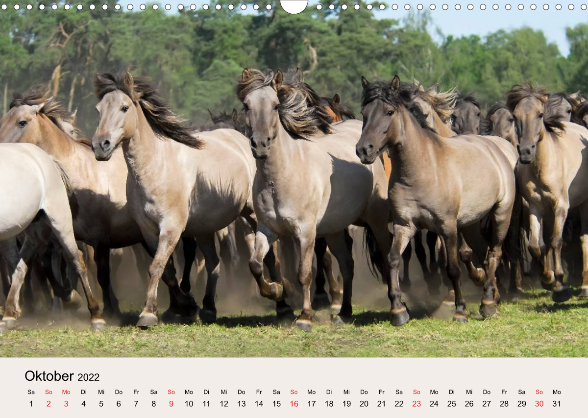 Dülmener Wildpferde - CALVENDO