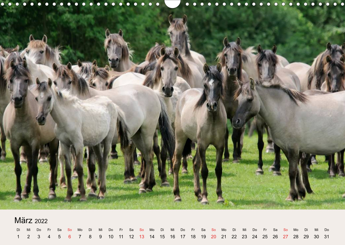 Dülmener Wildpferde - CALVENDO