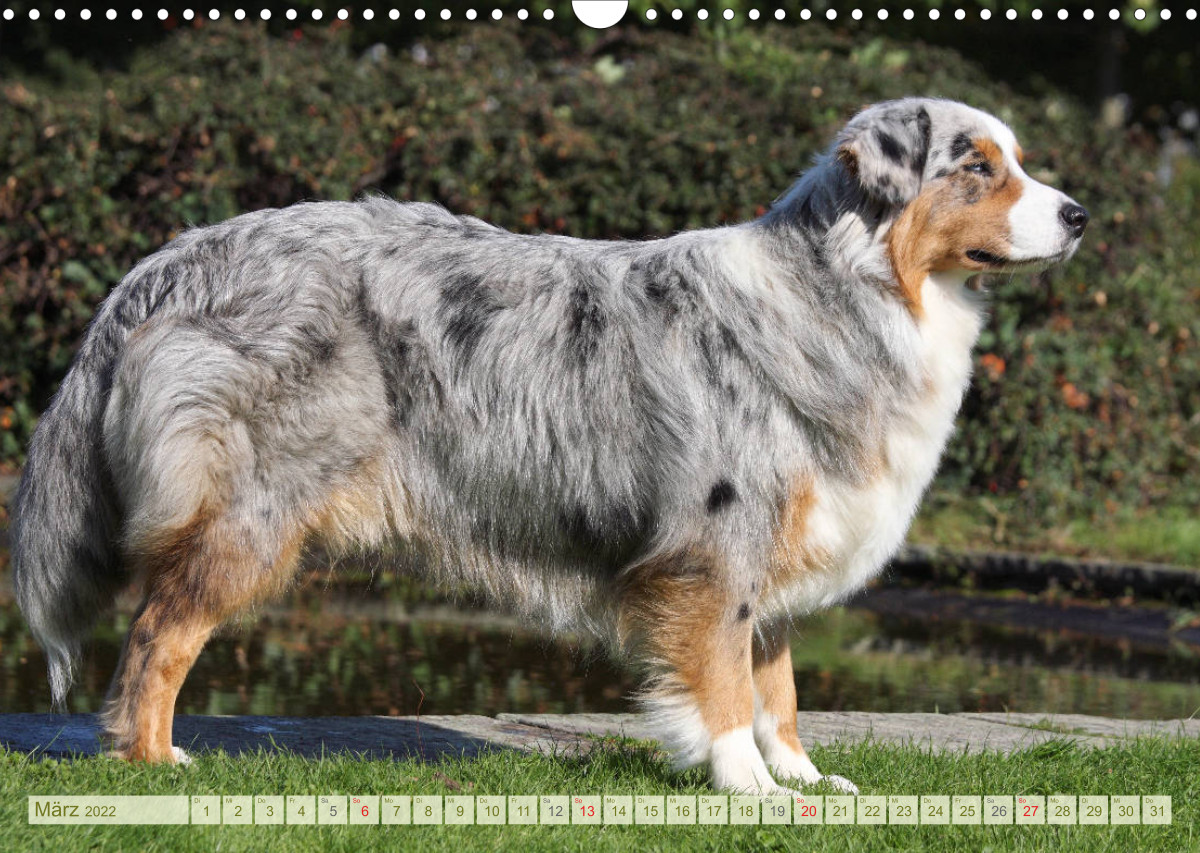 Australian Shepherd - Hütehunde mit Familienanschluss - CALVENDO