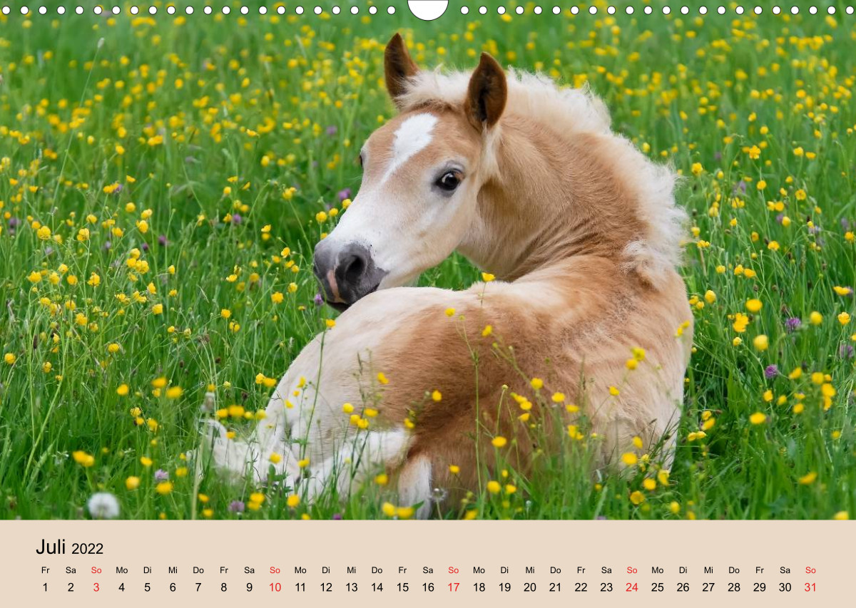 Haflinger Fohlen - CALVENDO