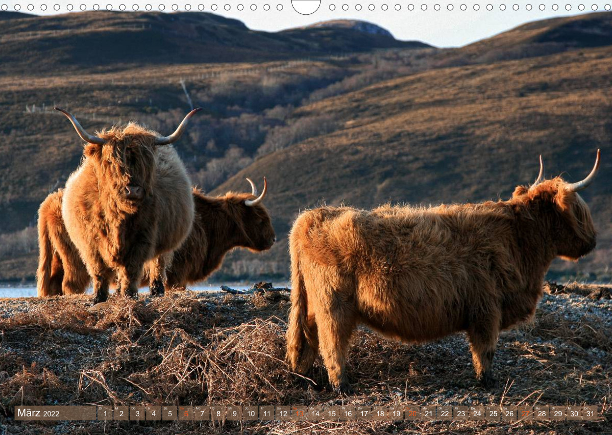 Schottische Hochlandrinder - Highland Cattle im Portrait - CALVENDO