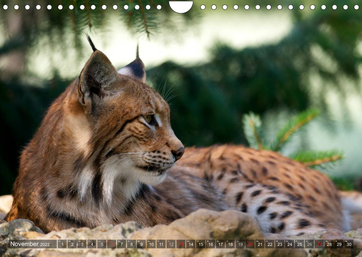 Der Luchs - Dem Pinselohr auf der Spur - CALVENDO
