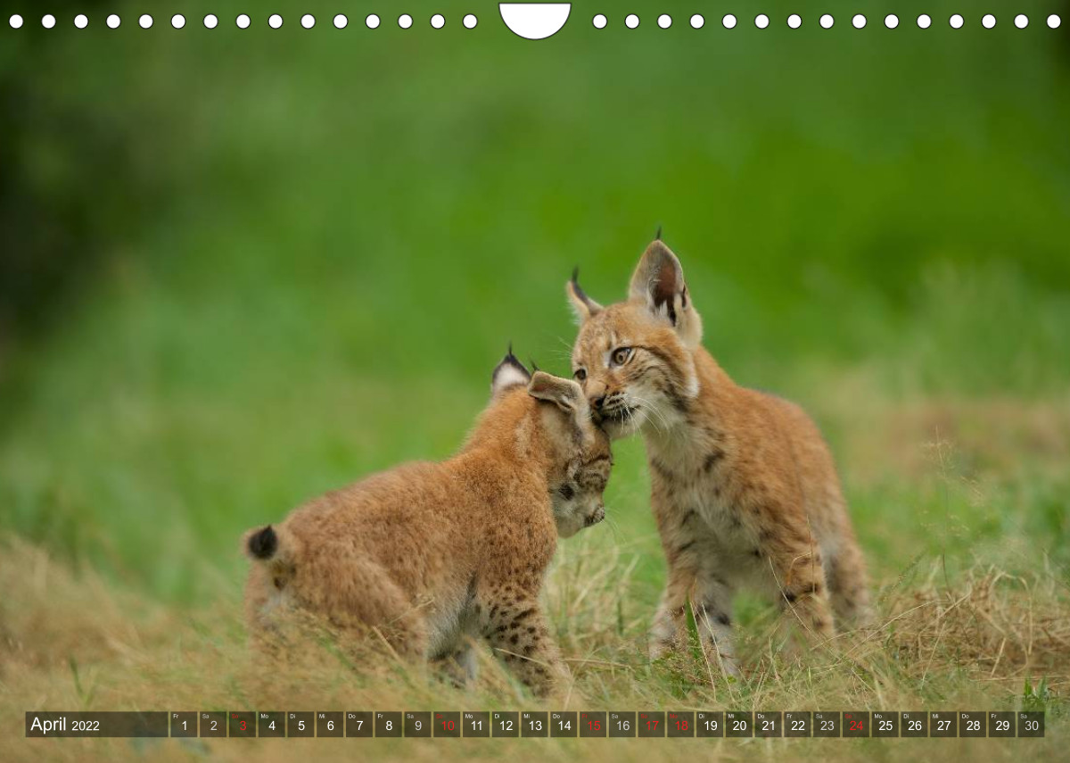Der Luchs - Dem Pinselohr auf der Spur - CALVENDO