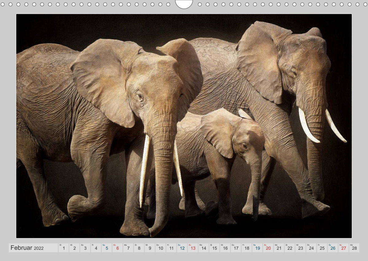 Elefanten - Portraits der besonderen Art - CALVENDO