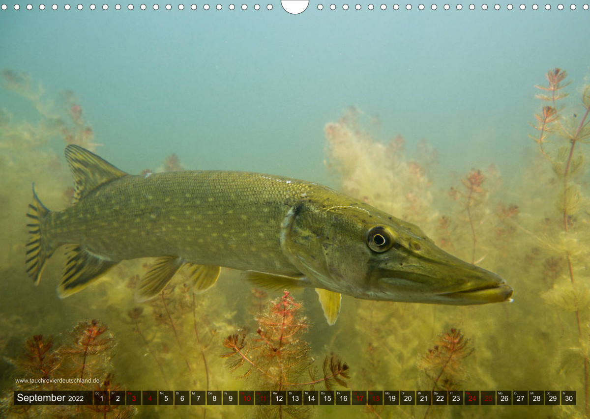 Tauchrevier Deutschland - Der Hecht (Esox lucius) - CALVENDO