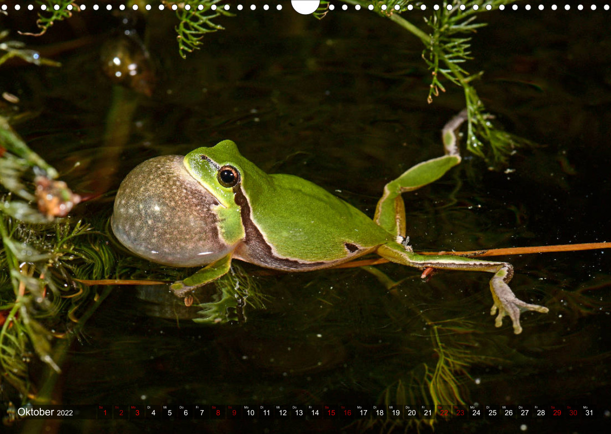 Heimische Amphibien - CALVENDO