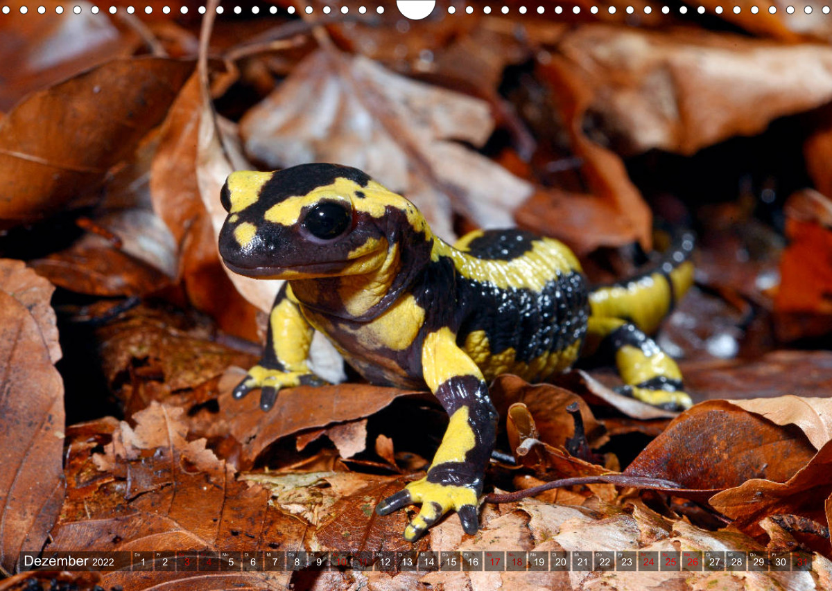 Heimische Amphibien - CALVENDO