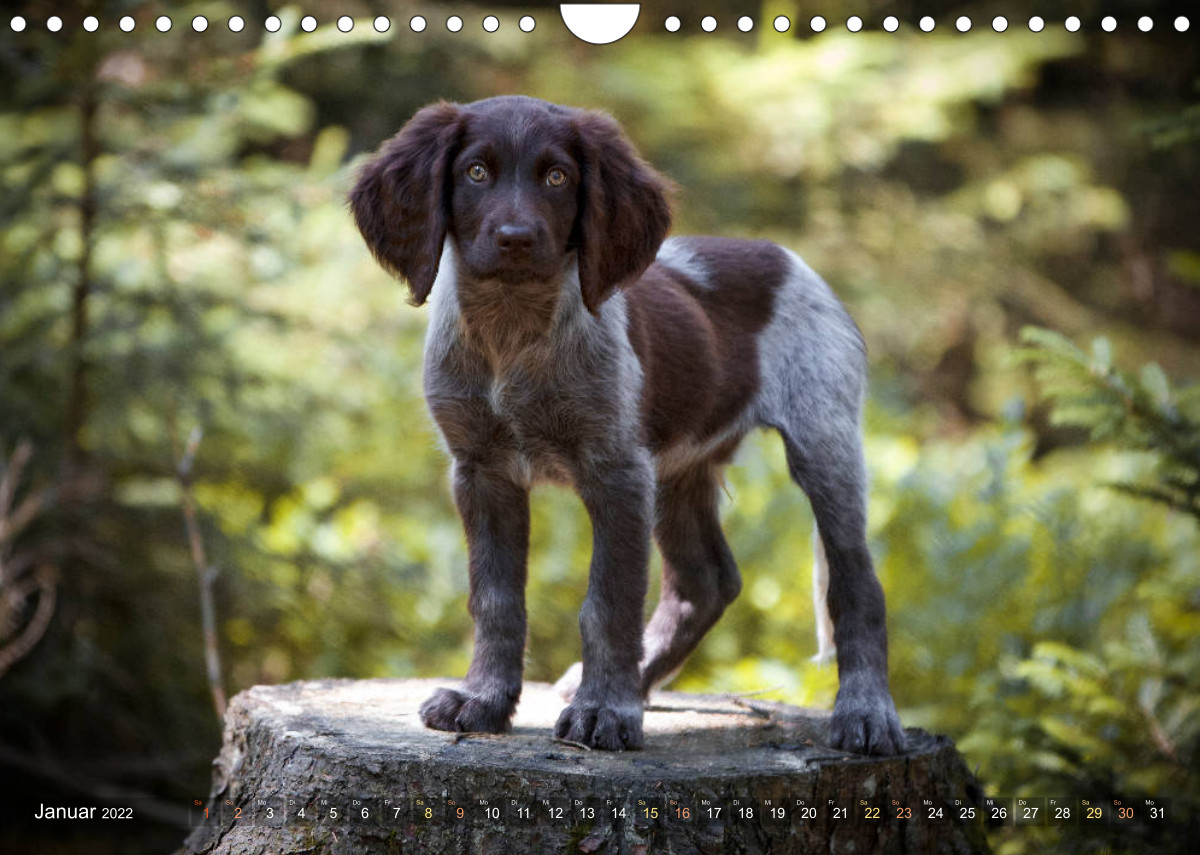 Faszination Jagdhund - Deutsch Langhaar - CALVENDO