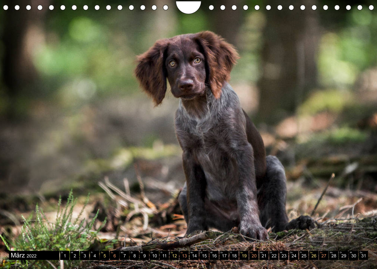 Faszination Jagdhund - Deutsch Langhaar - CALVENDO