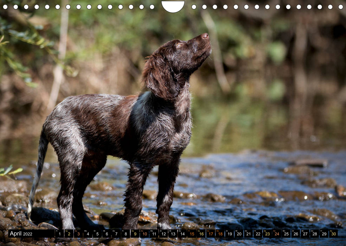 Faszination Jagdhund - Deutsch Langhaar - CALVENDO