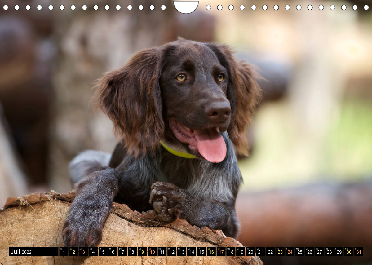 Faszination Jagdhund - Deutsch Langhaar - CALVENDO