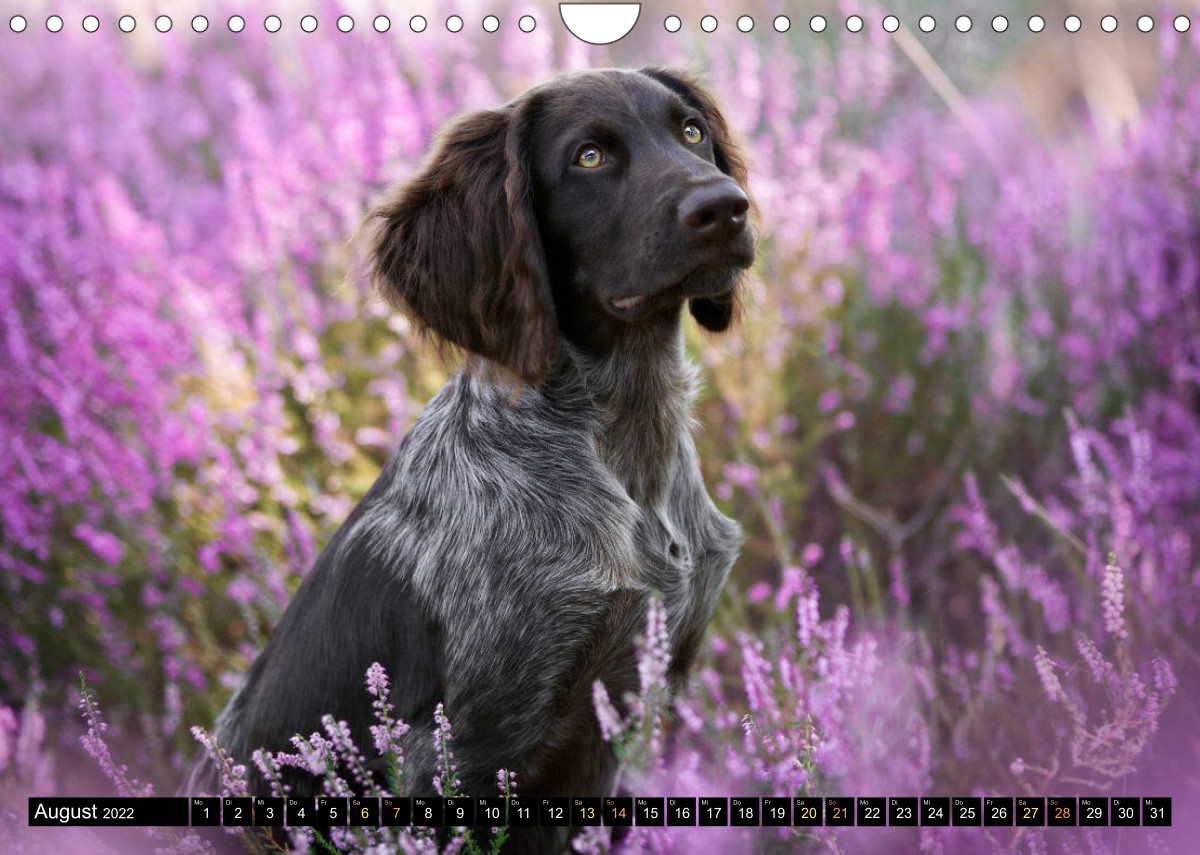 Faszination Jagdhund - Deutsch Langhaar - CALVENDO