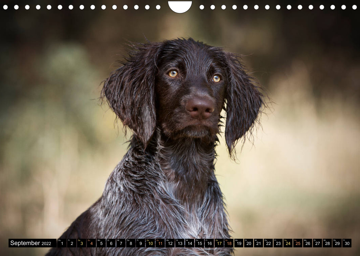 Faszination Jagdhund - Deutsch Langhaar - CALVENDO