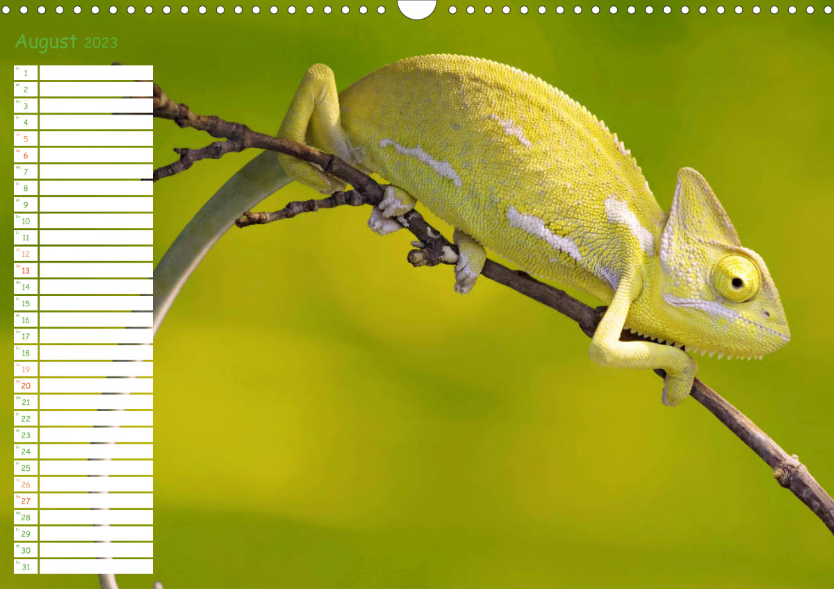 Calvendo Kalender — Chamäleon: Farbkünstler, Kalender 2023 Calvendo Kalender — Chamäleon: Farbkünstler, Kalender 2023