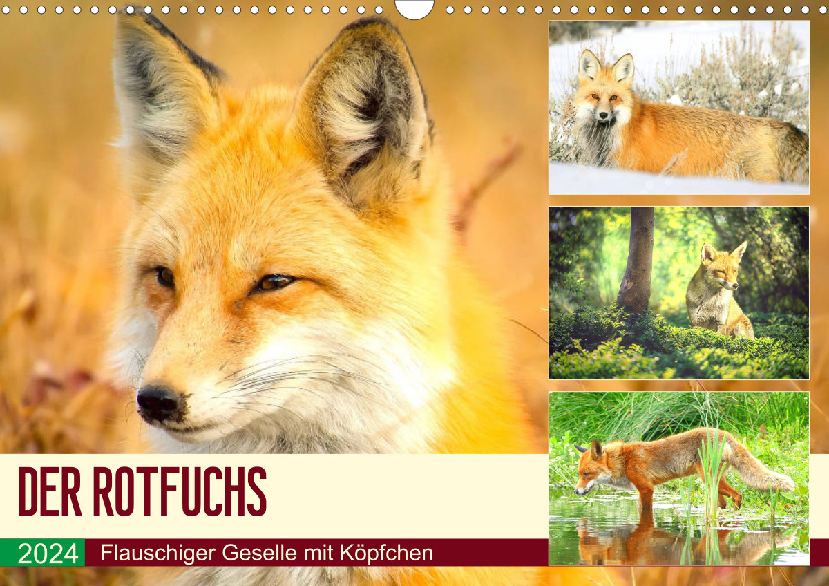 Rotfuchs Läuft Zeichnung
